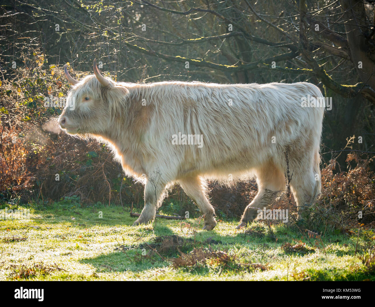 Highland Cow at Hothfield Common Nature Reserve- Kent Stock Photo - Alamy