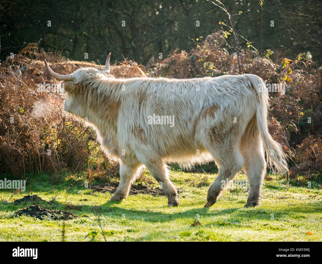Highland Cow at Hothfield Common Nature Reserve- Kent Stock Photo - Alamy