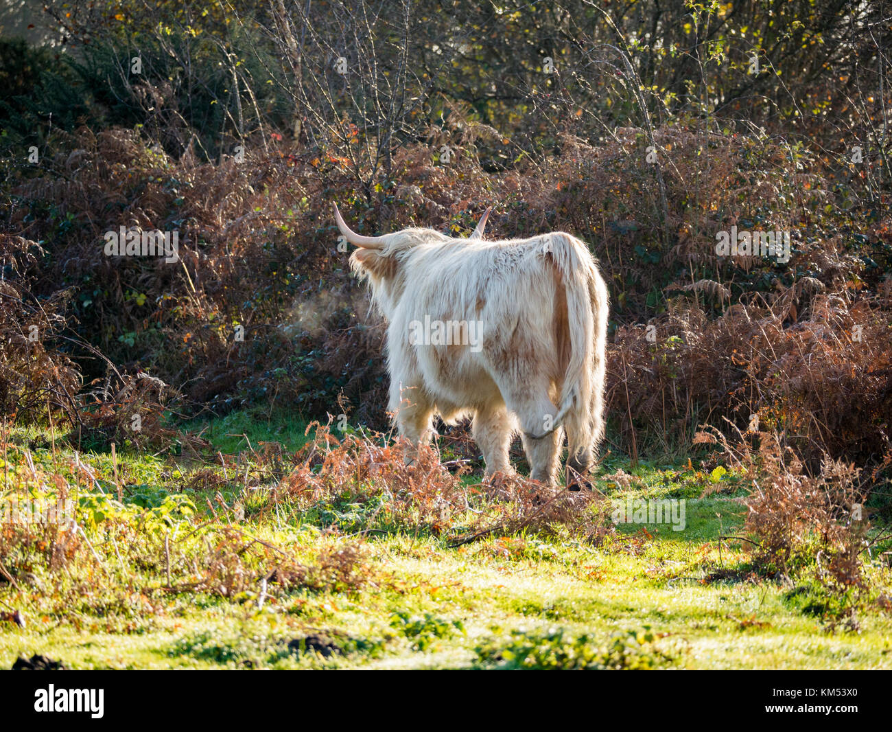 Highland Cow at Hothfield Common Nature Reserve- Kent Stock Photo - Alamy
