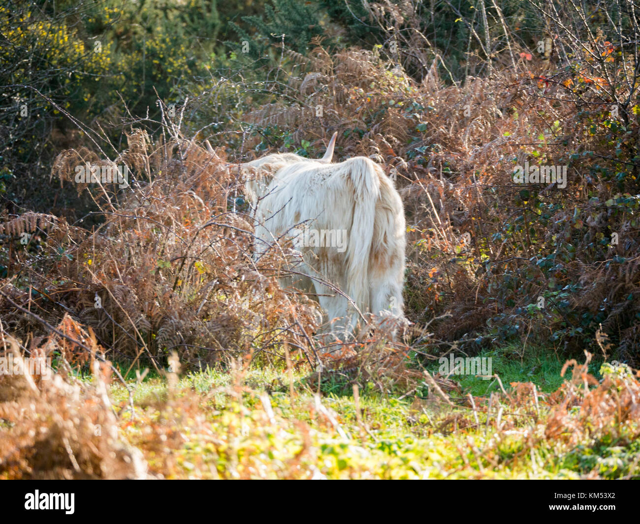 Highland Cow at Hothfield Common Nature Reserve- Kent Stock Photo - Alamy