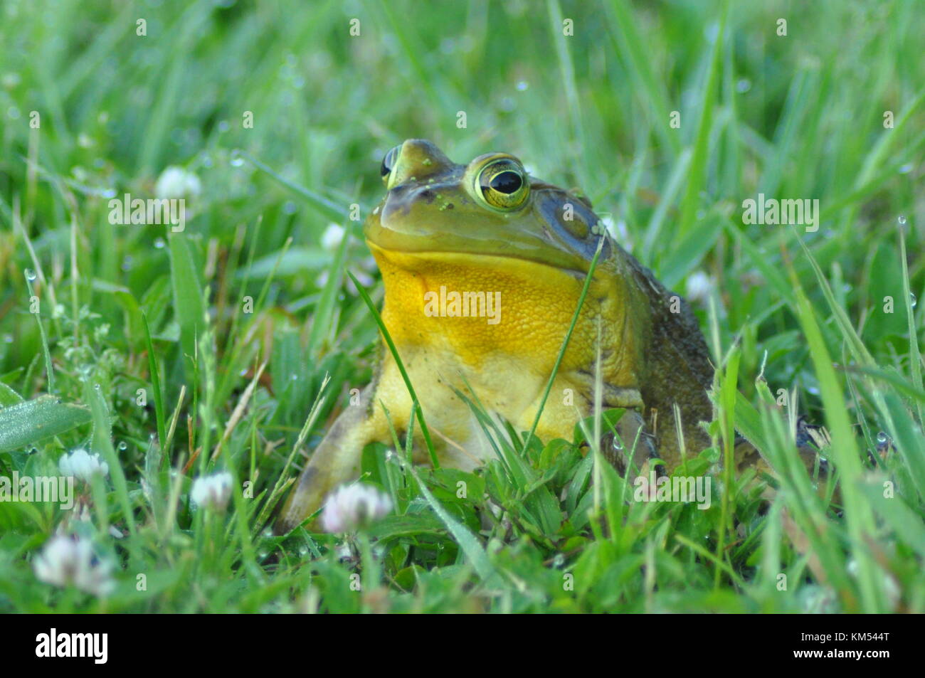 Frog sitting in the grass Stock Photo - Alamy