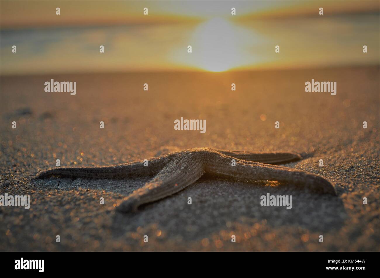 Starfish on the beach during a sunrise Stock Photo - Alamy