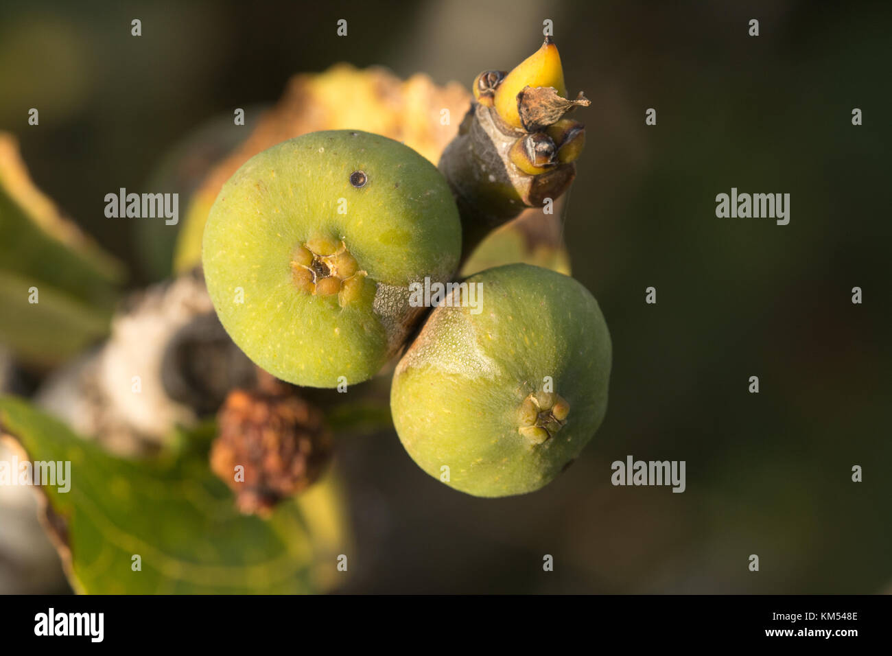 Fig tree with fruits hi-res stock photography and images - Alamy