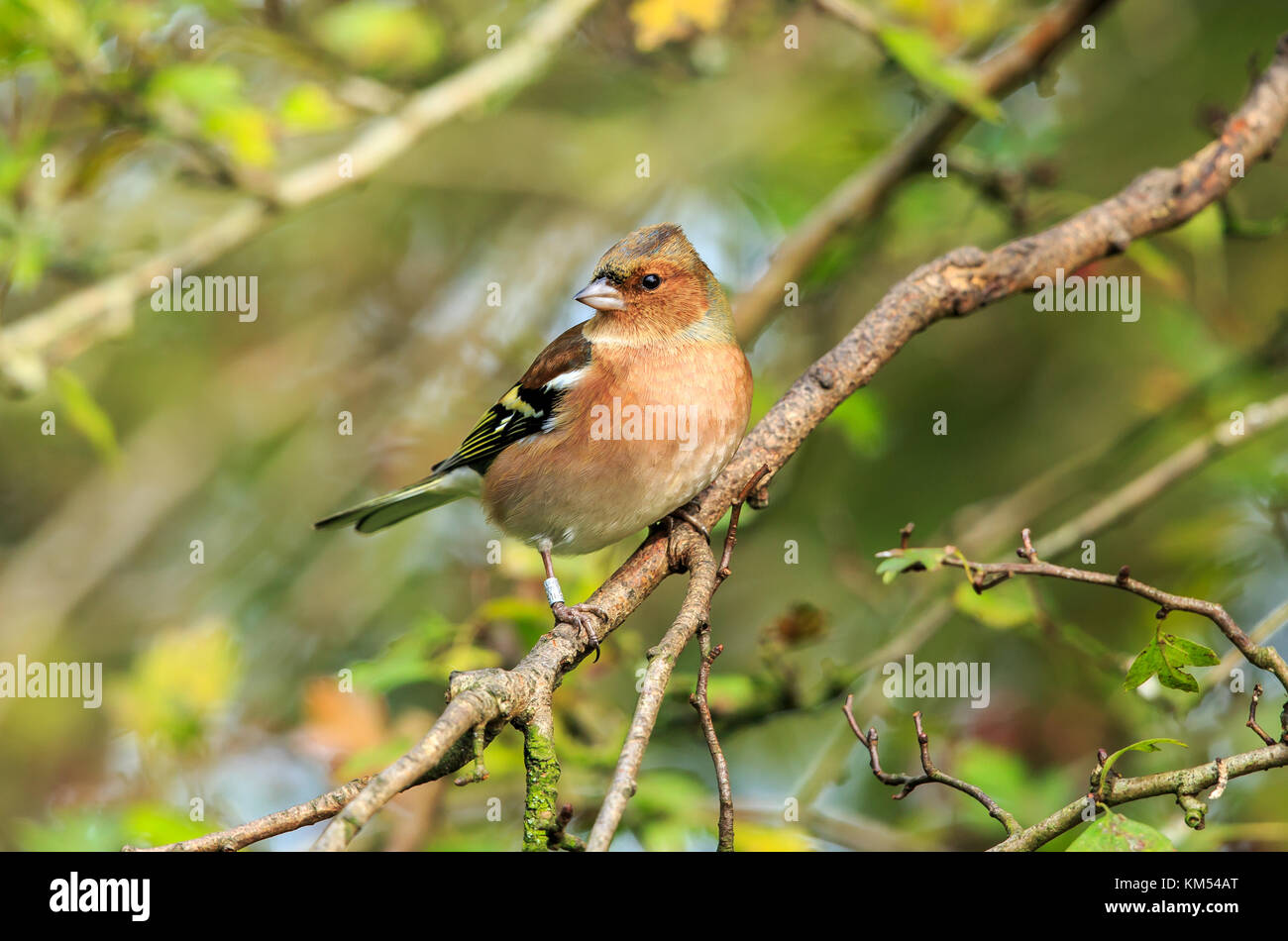 A Common Chaffinch Stock Photo - Alamy