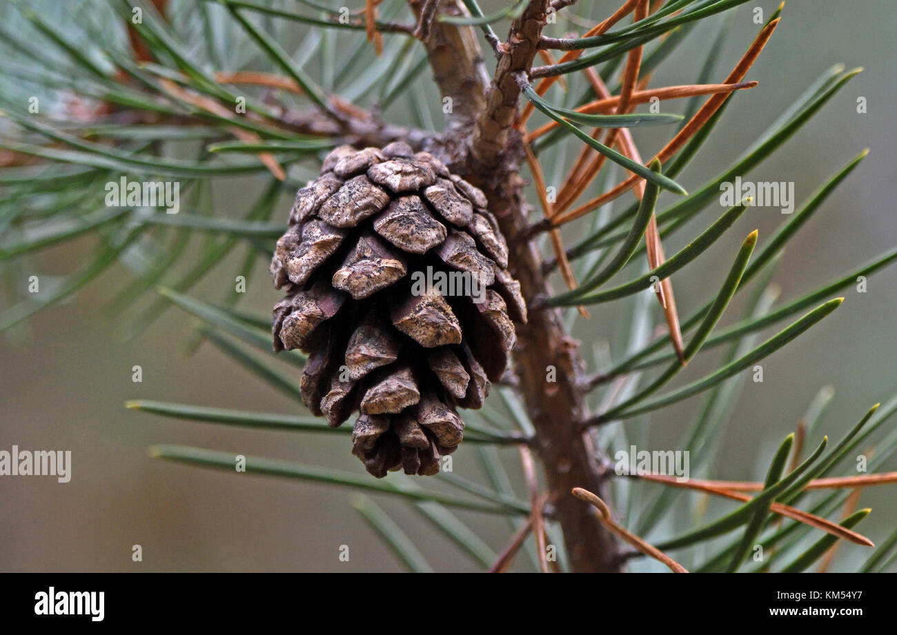 Scots pine cone hi-res stock photography and images - Alamy