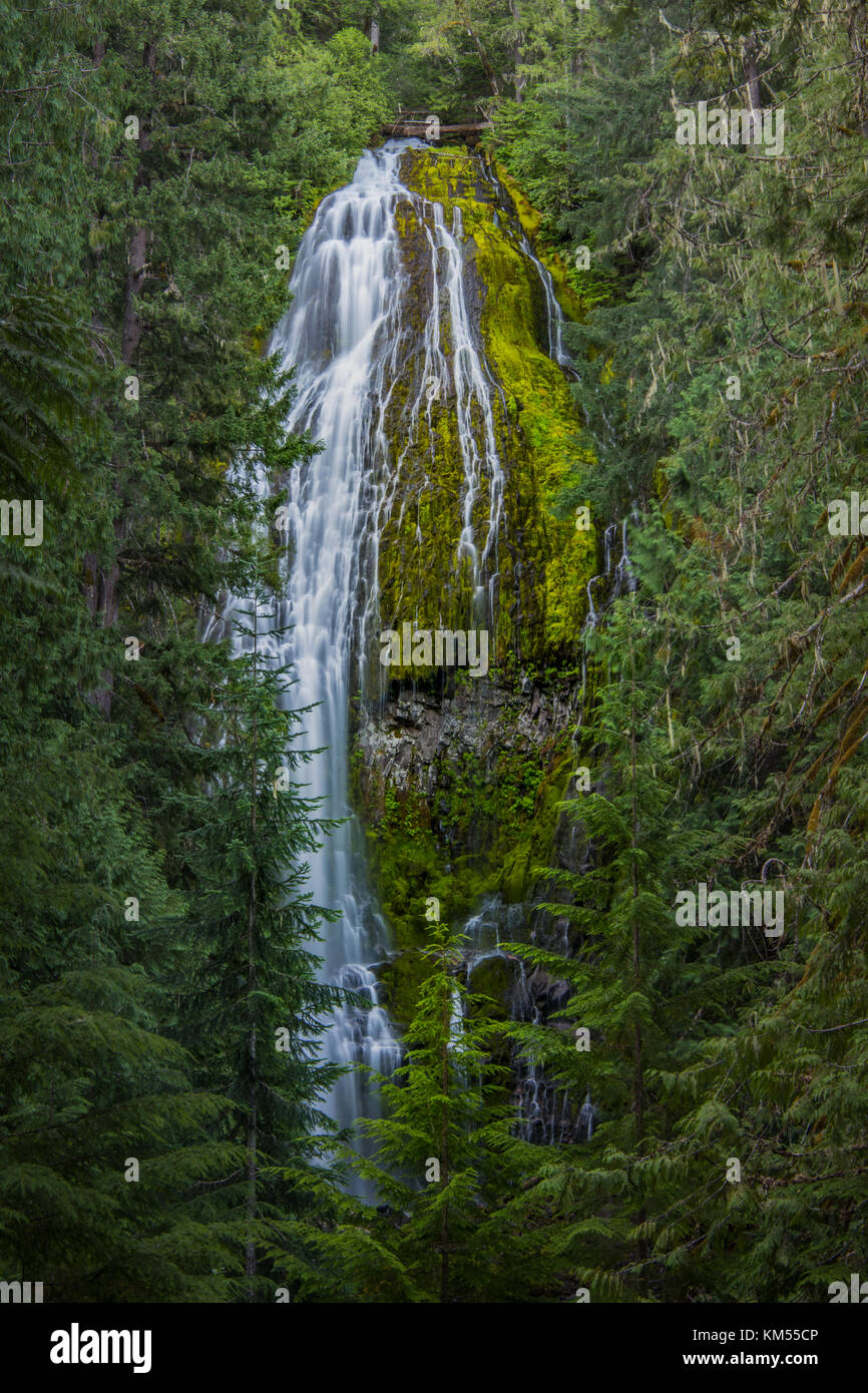 The Top of Proxy Falls Through Trees Stock Photo - Alamy