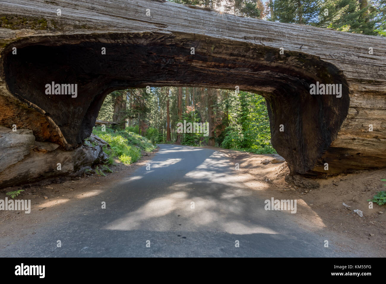 Tunnel Tree in Sequoia Allows Cars to Drive Through on Road Stock Photo ...