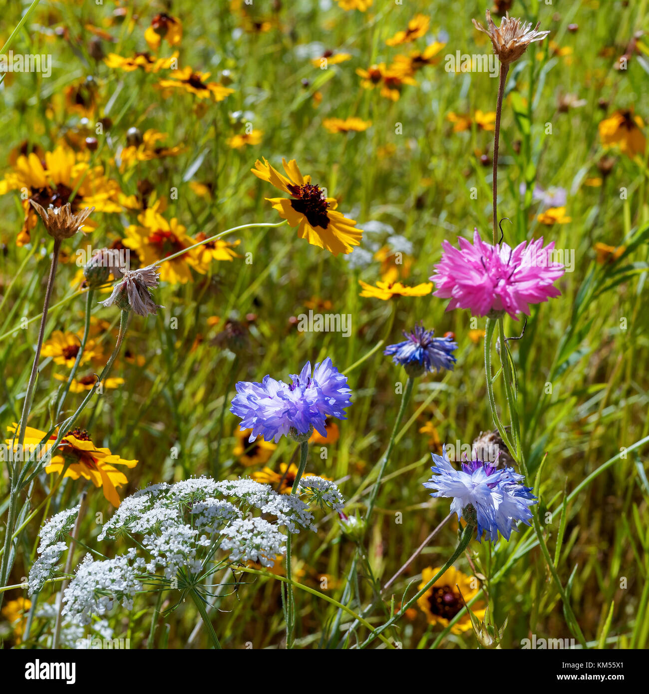 Wild Flowers in an English Garden Stock Photo - Alamy