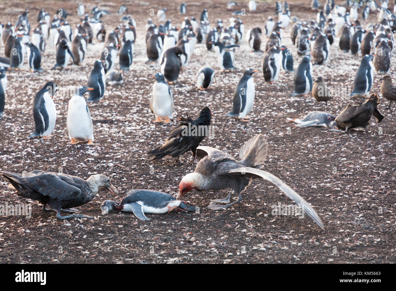 Petrel eating hi-res stock photography and images - Alamy