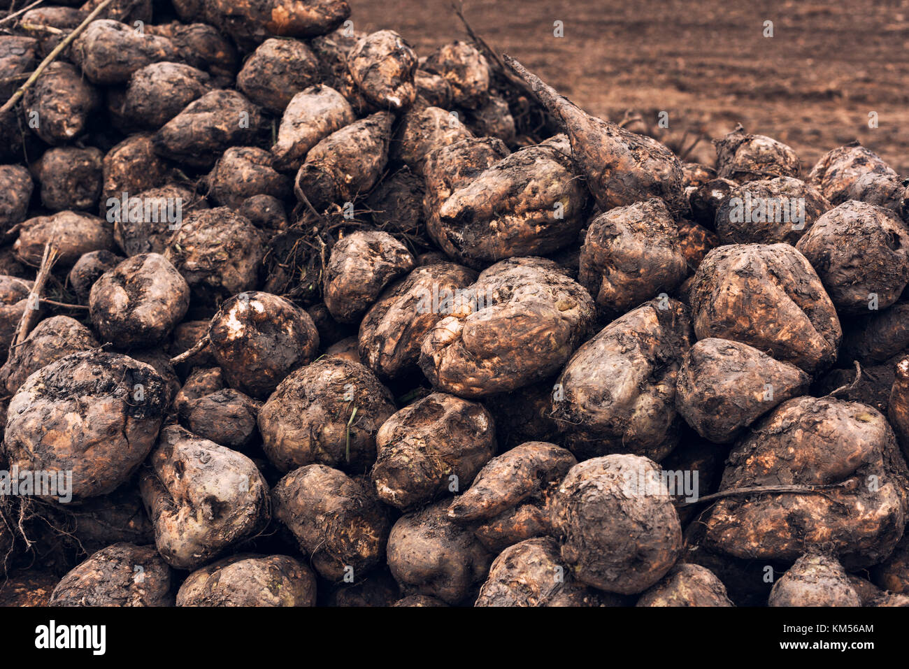 Sugar beet harvest. Pile of harvested agricultural root crop in the ...