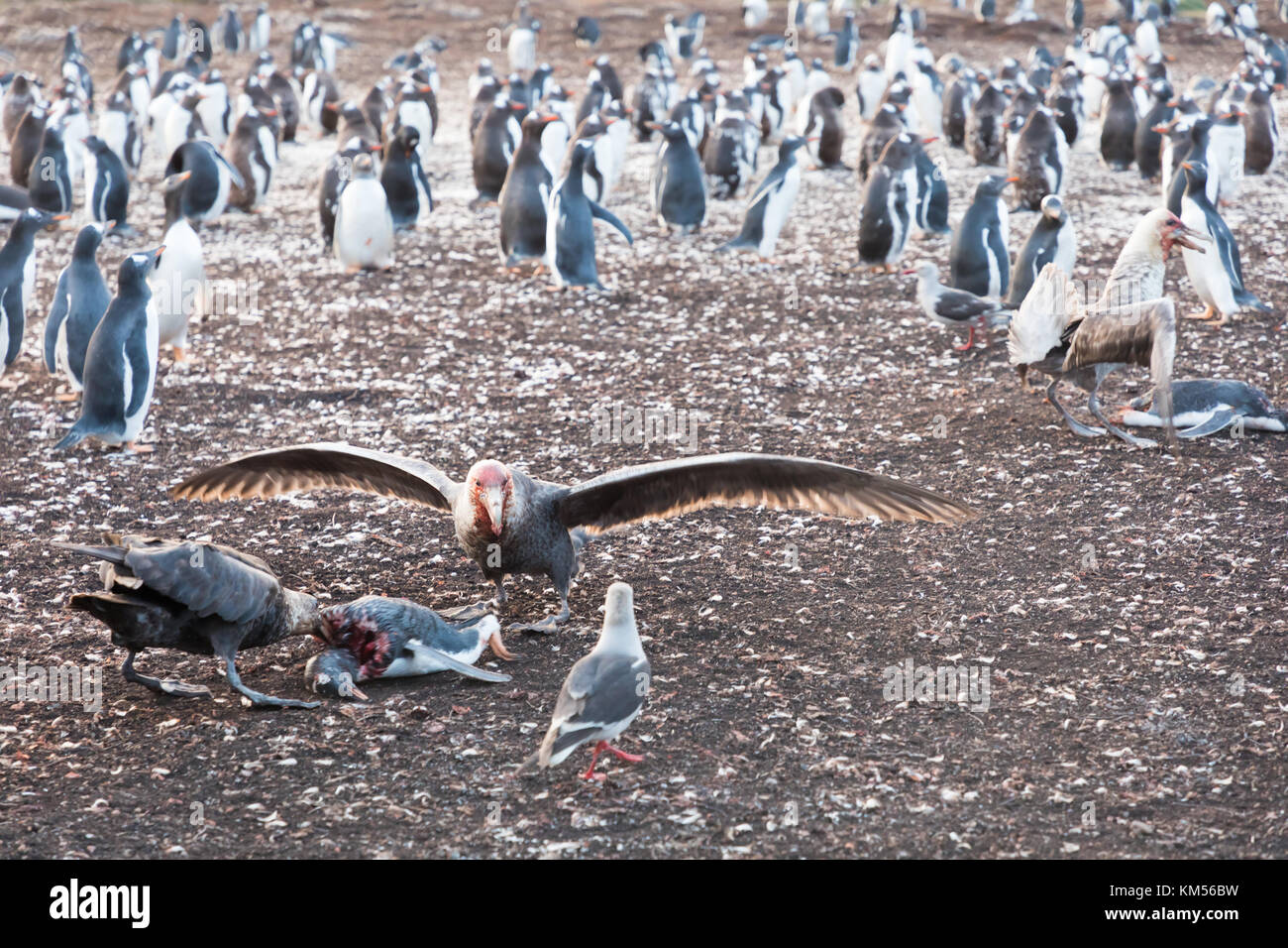 Petrel Eating Penguin High Resolution Stock Photography and Images - Alamy