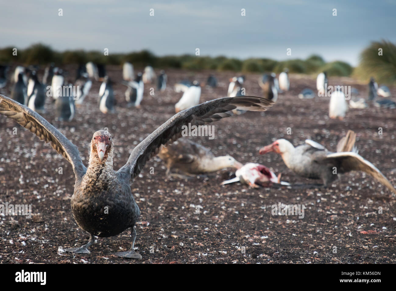 Petrel Eating Penguin High Resolution Stock Photography and Images - Alamy