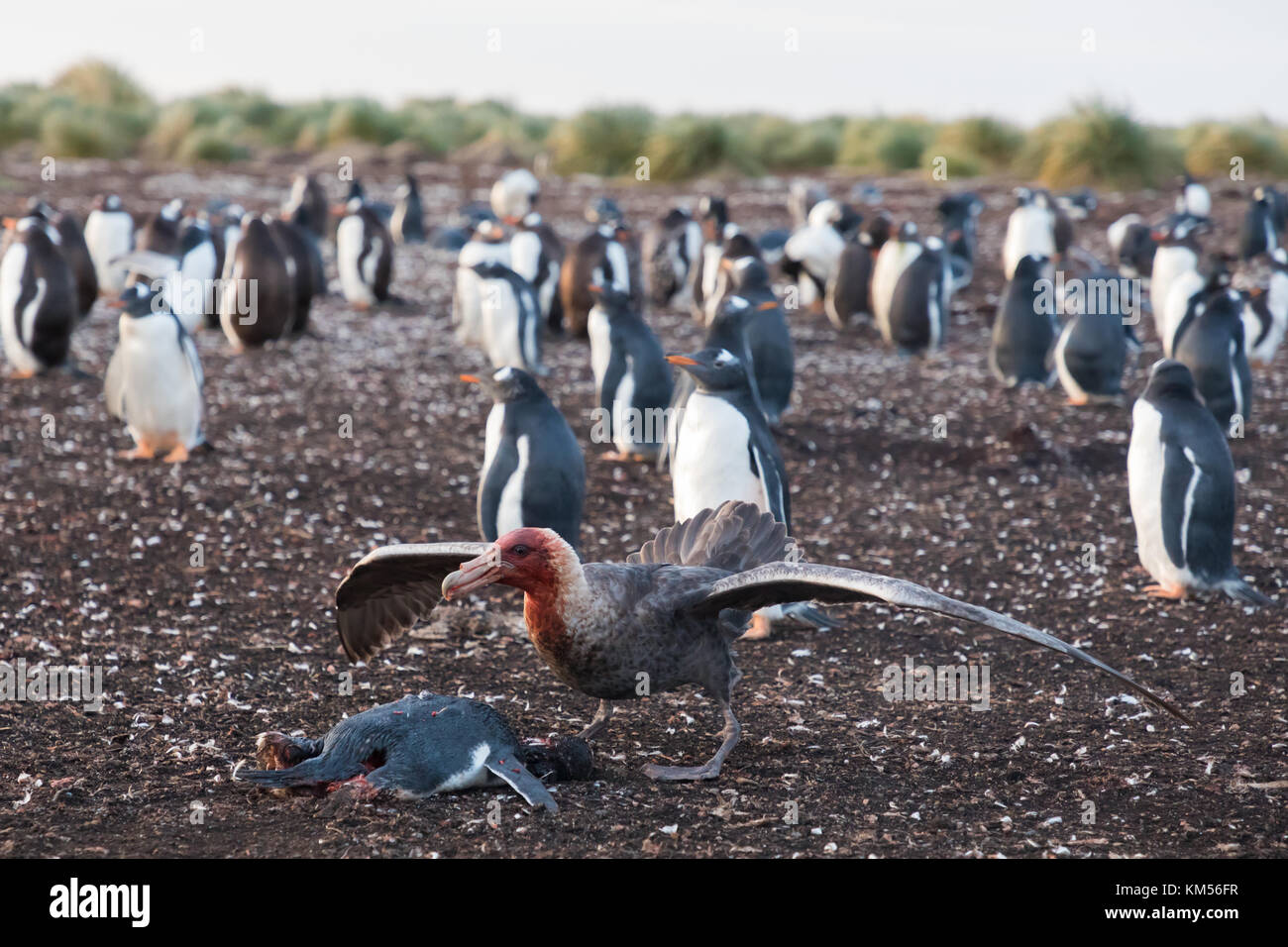 Petrel Eating Penguin High Resolution Stock Photography and Images - Alamy