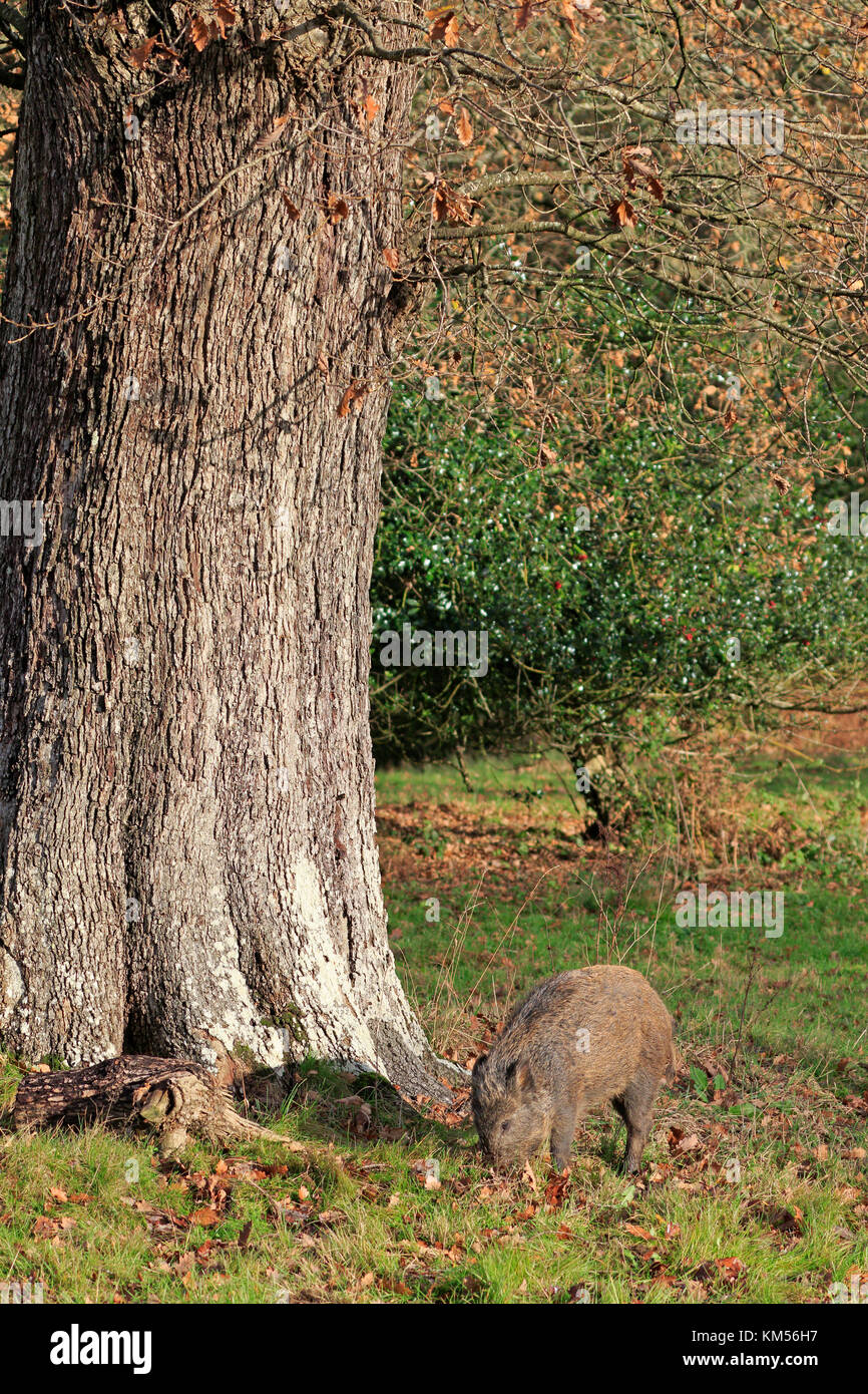 Wild boar uk rooting hi-res stock photography and images - Alamy