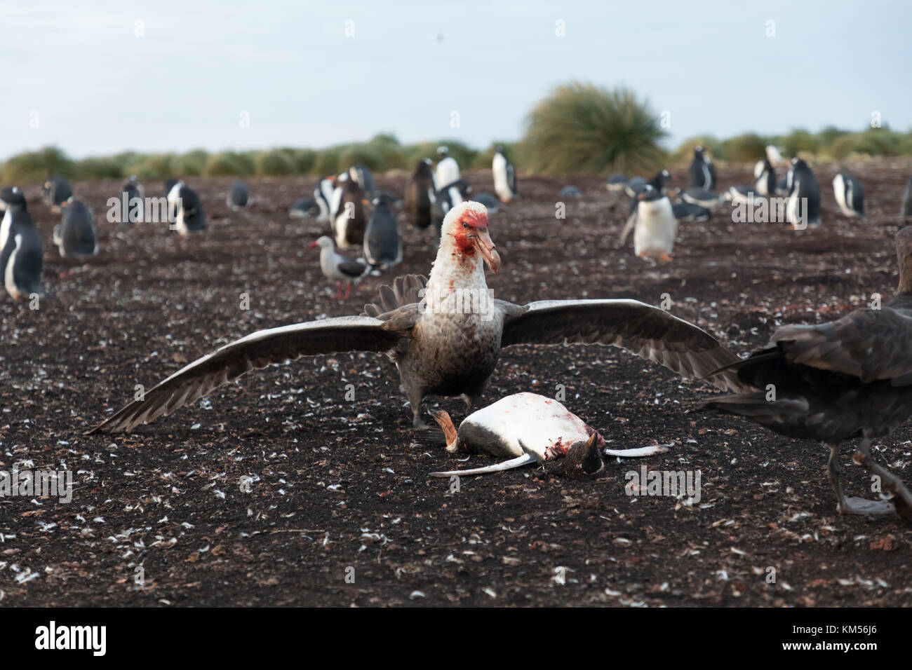 Petrel Eating Penguin High Resolution Stock Photography and Images - Alamy