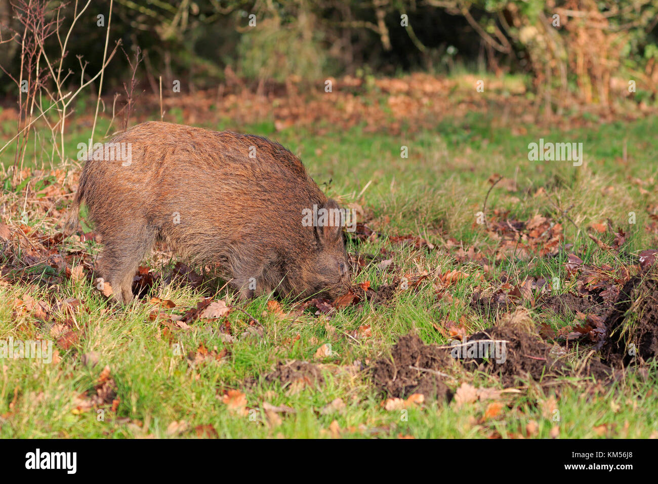 Wild boar uk rooting hi-res stock photography and images - Alamy
