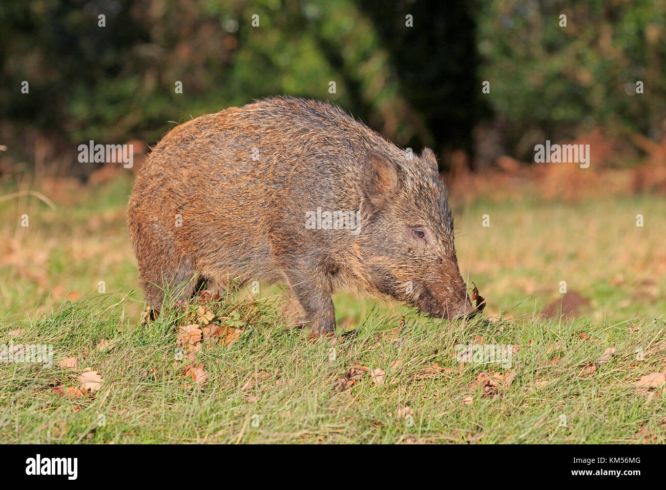 Wild boar uk rooting hi-res stock photography and images - Alamy