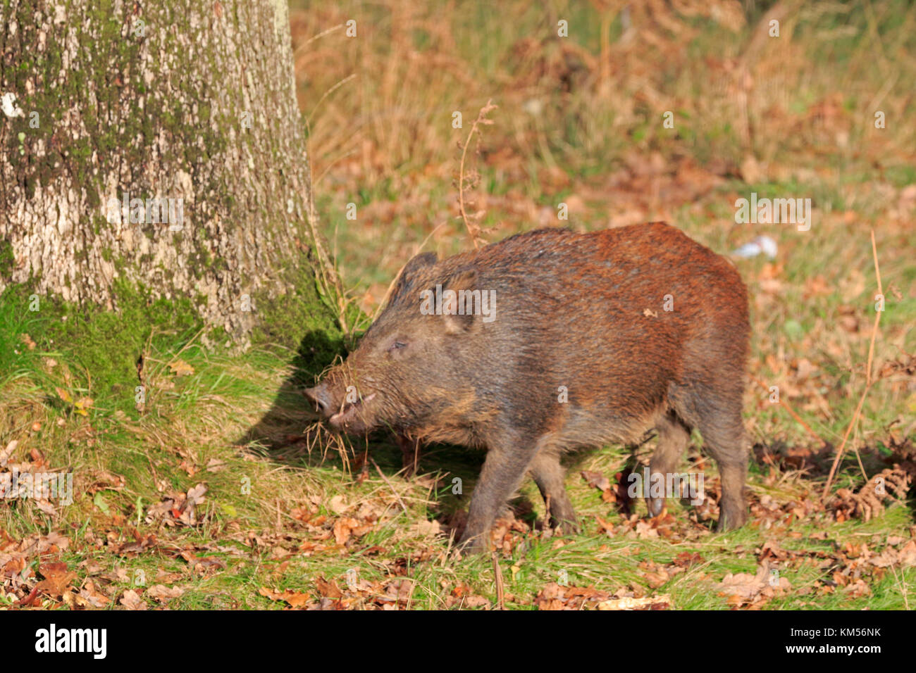 Young Wild Boar in the Forest of Dean Stock Photo - Alamy