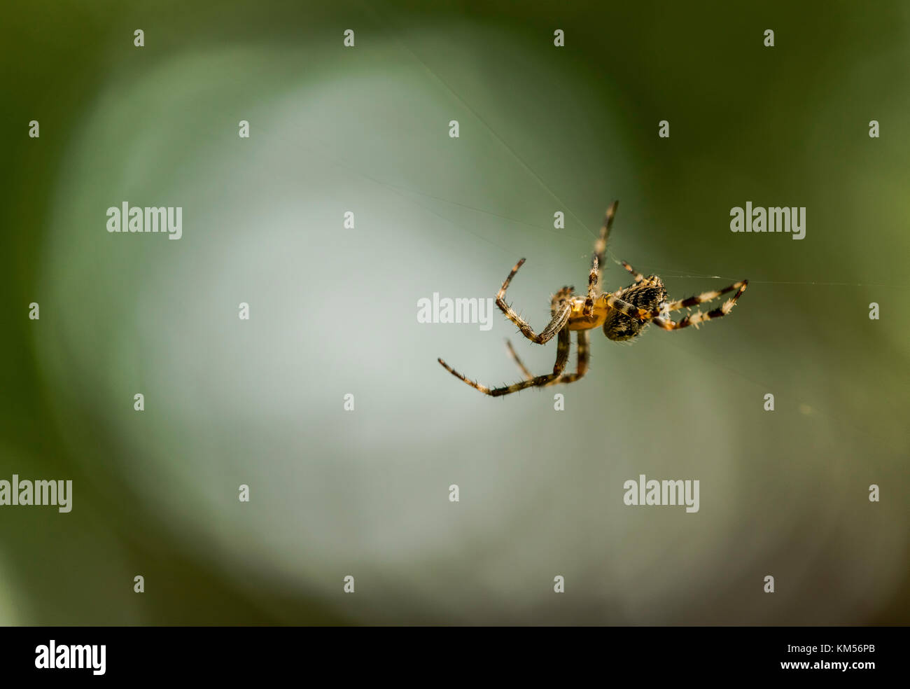 tiny spider hanging on a wire Stock Photo - Alamy