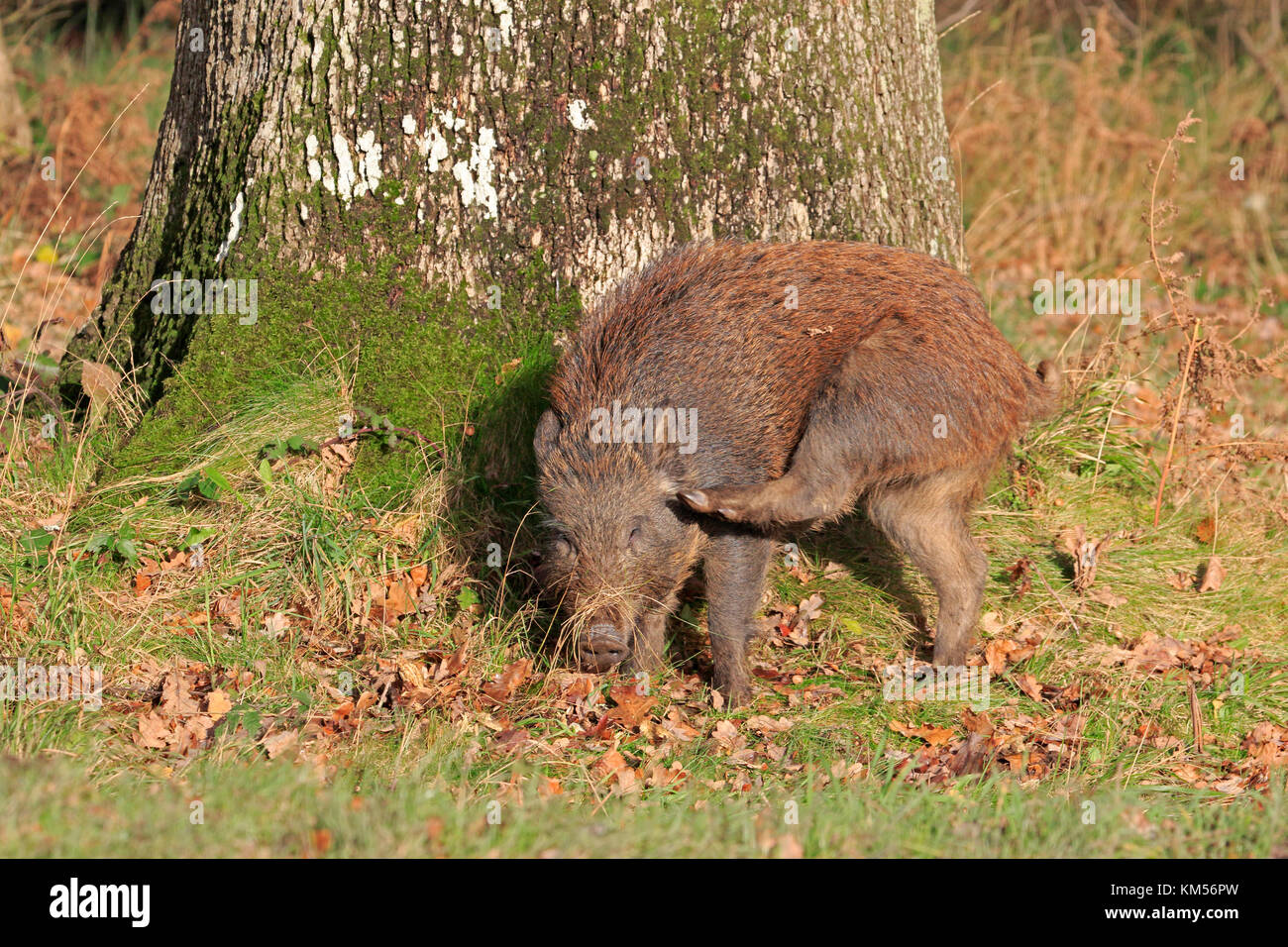Young Wild Boar scratching in the Forest of Dean Stock Photo - Alamy