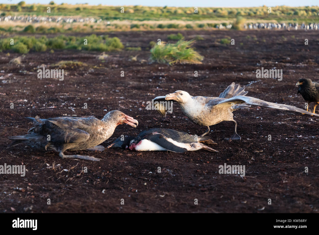 Petrel Eating Penguin High Resolution Stock Photography and Images - Alamy