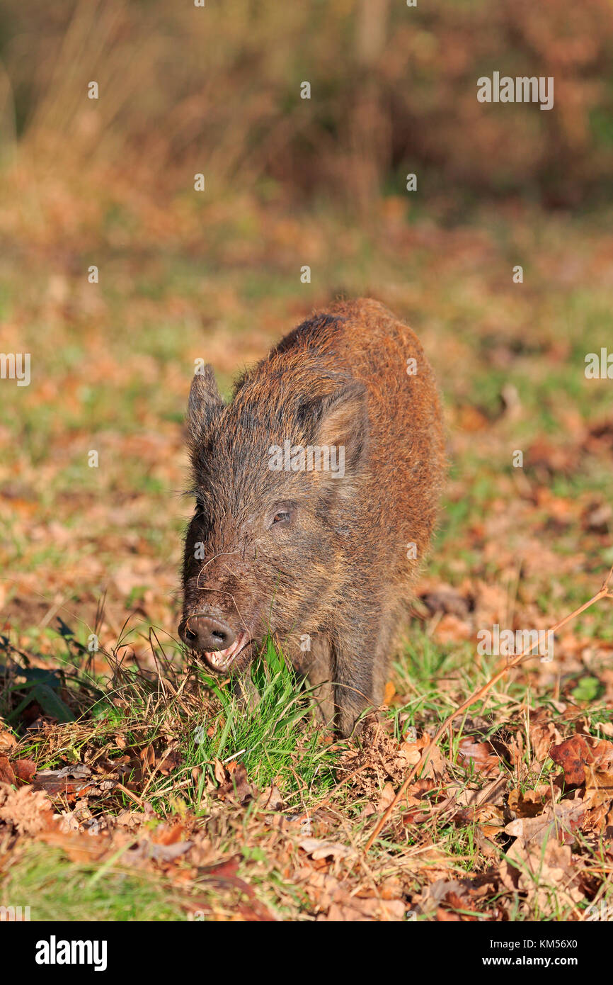 Young Wild Boar rooting in the Forest of Dean Stock Photo - Alamy