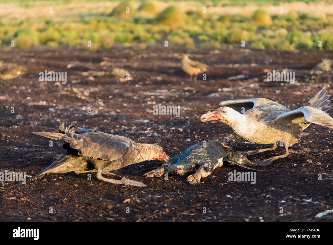 Petrel Eating Penguin High Resolution Stock Photography and Images - Alamy