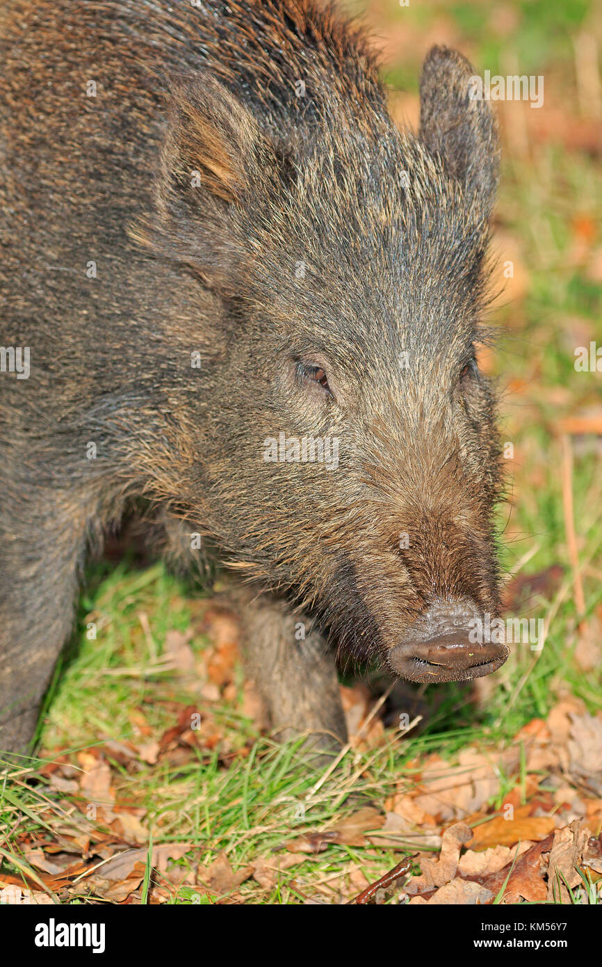 Wild boar uk rooting hi-res stock photography and images - Alamy