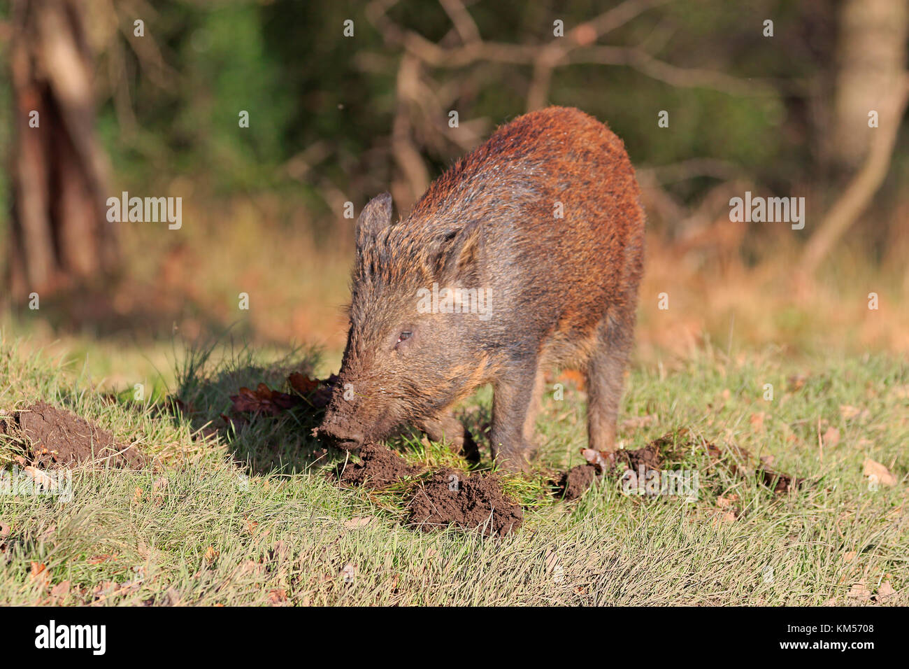 Young Wild Boar rooting in the Forest of Dean Stock Photo - Alamy