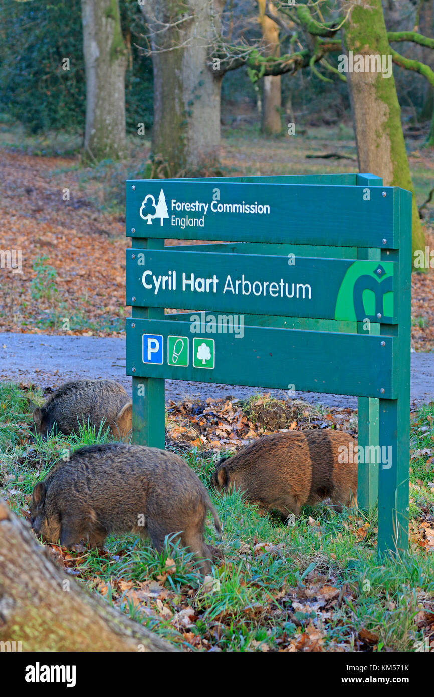 Young Wild Boar in the Forest of Dean feeding buy a Forestry Commission ...
