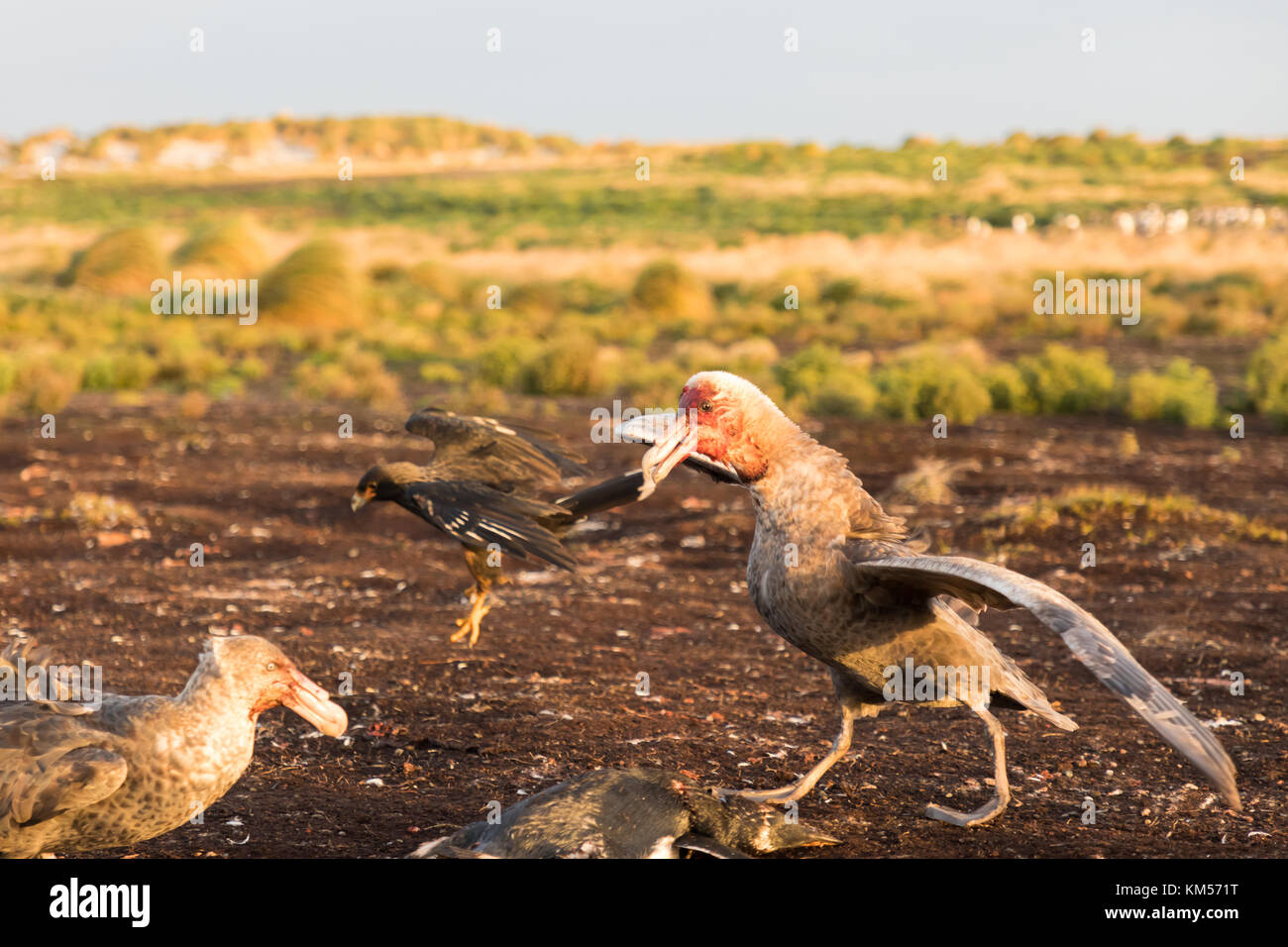 Petrel Eating Penguin High Resolution Stock Photography and Images - Alamy