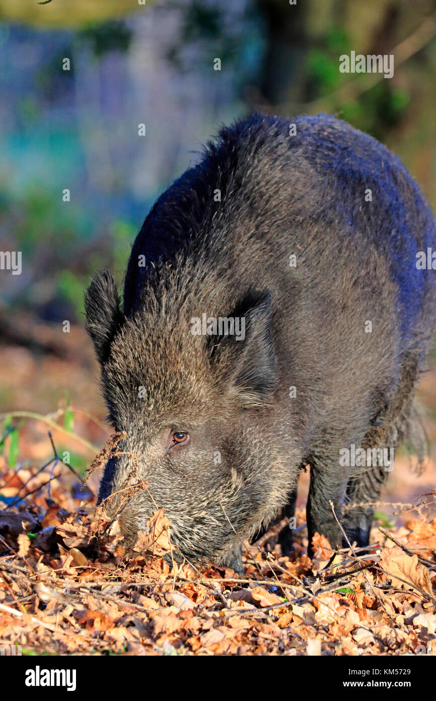 Wild boar uk adult hi-res stock photography and images - Alamy