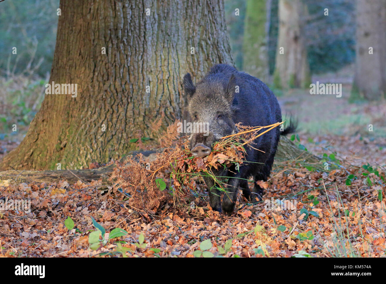Carrying vegetation hi-res stock photography and images - Alamy