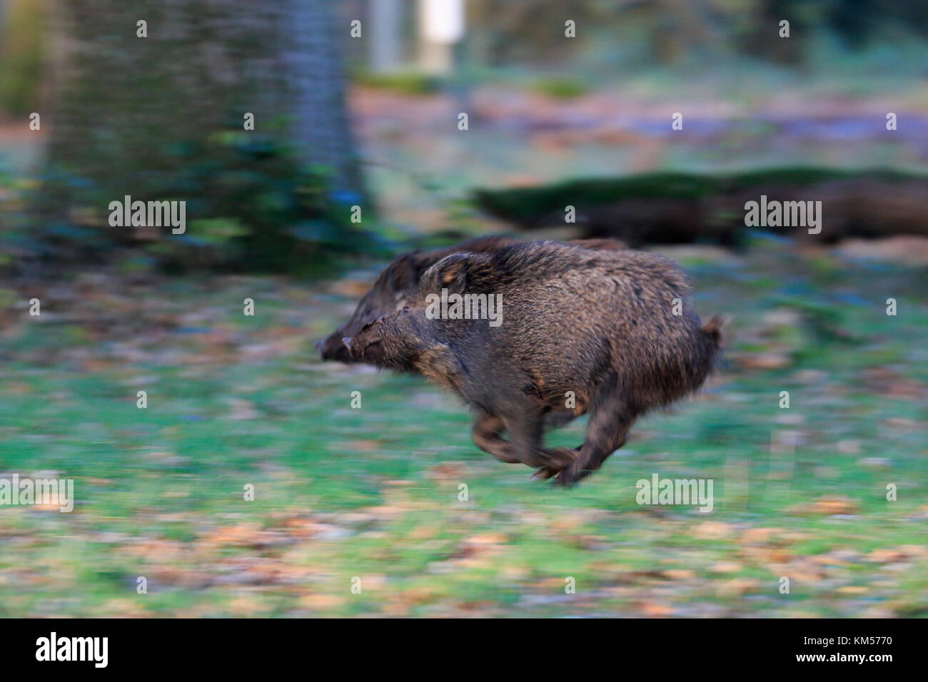 Boar running uk hi-res stock photography and images - Alamy