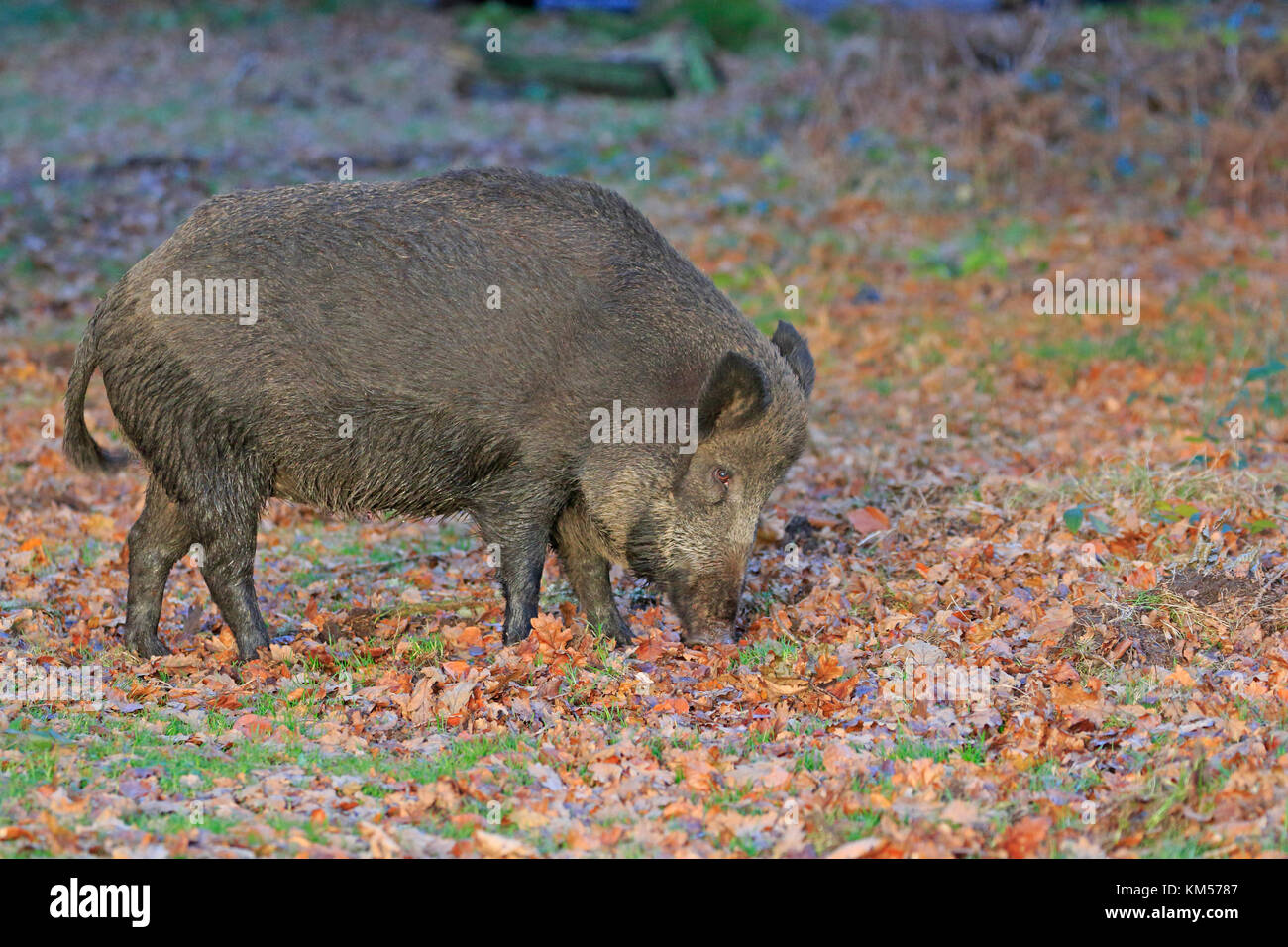 Wild boar uk rooting hi-res stock photography and images - Alamy
