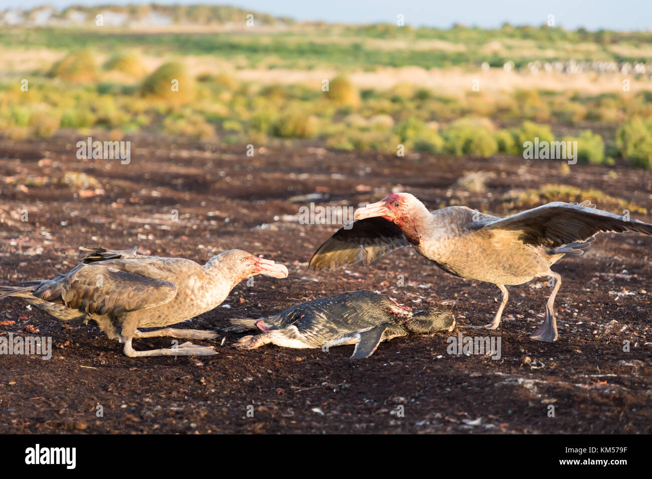 Petrel Eating Penguin High Resolution Stock Photography and Images - Alamy