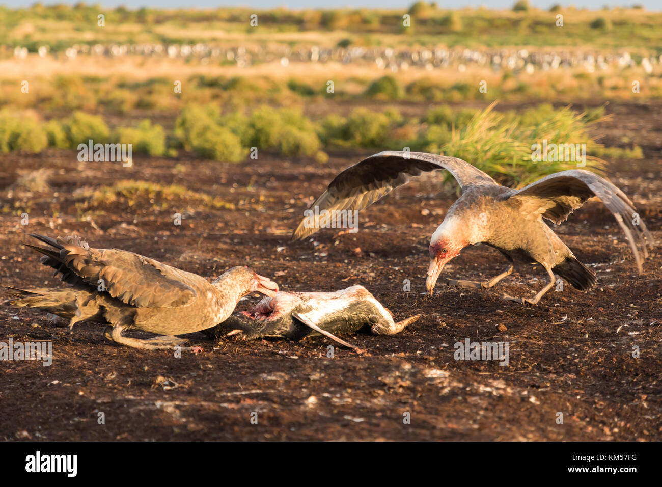 Petrel Eating Penguin High Resolution Stock Photography and Images - Alamy