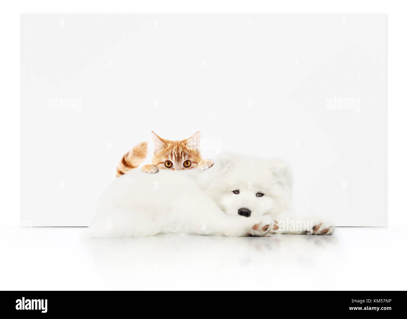 pets store signboard with cat and dog together on white background ...