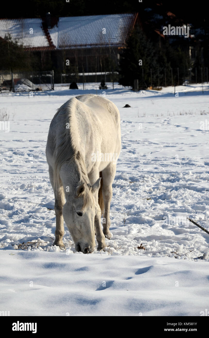 White horse village hi-res stock photography and images - Alamy