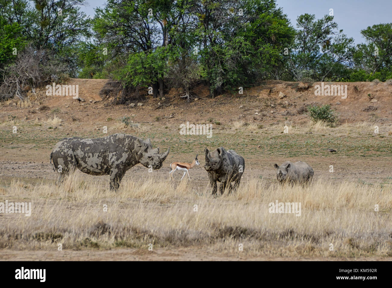 A Black Rhinoceros family in Southern African savanna Stock Photo - Alamy