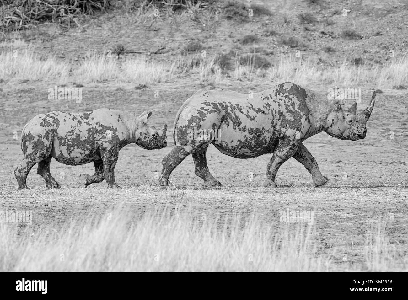 A Black Rhinoceros mother and calf in Southern African savanna Stock ...