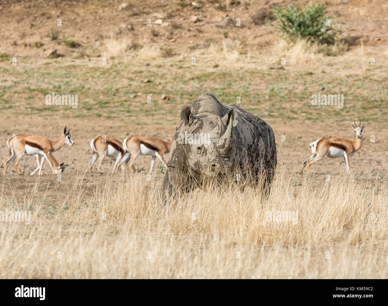 Black Rhinoceros in Southern African savanna Stock Photo - Alamy