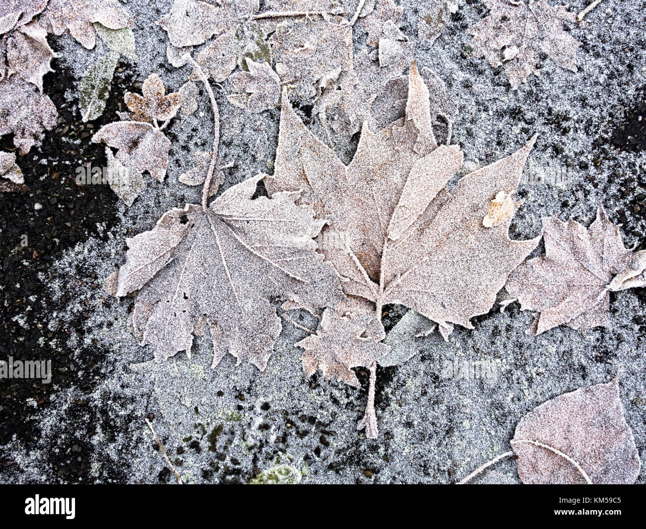 Fallen leaves first frost hi-res stock photography and images - Alamy