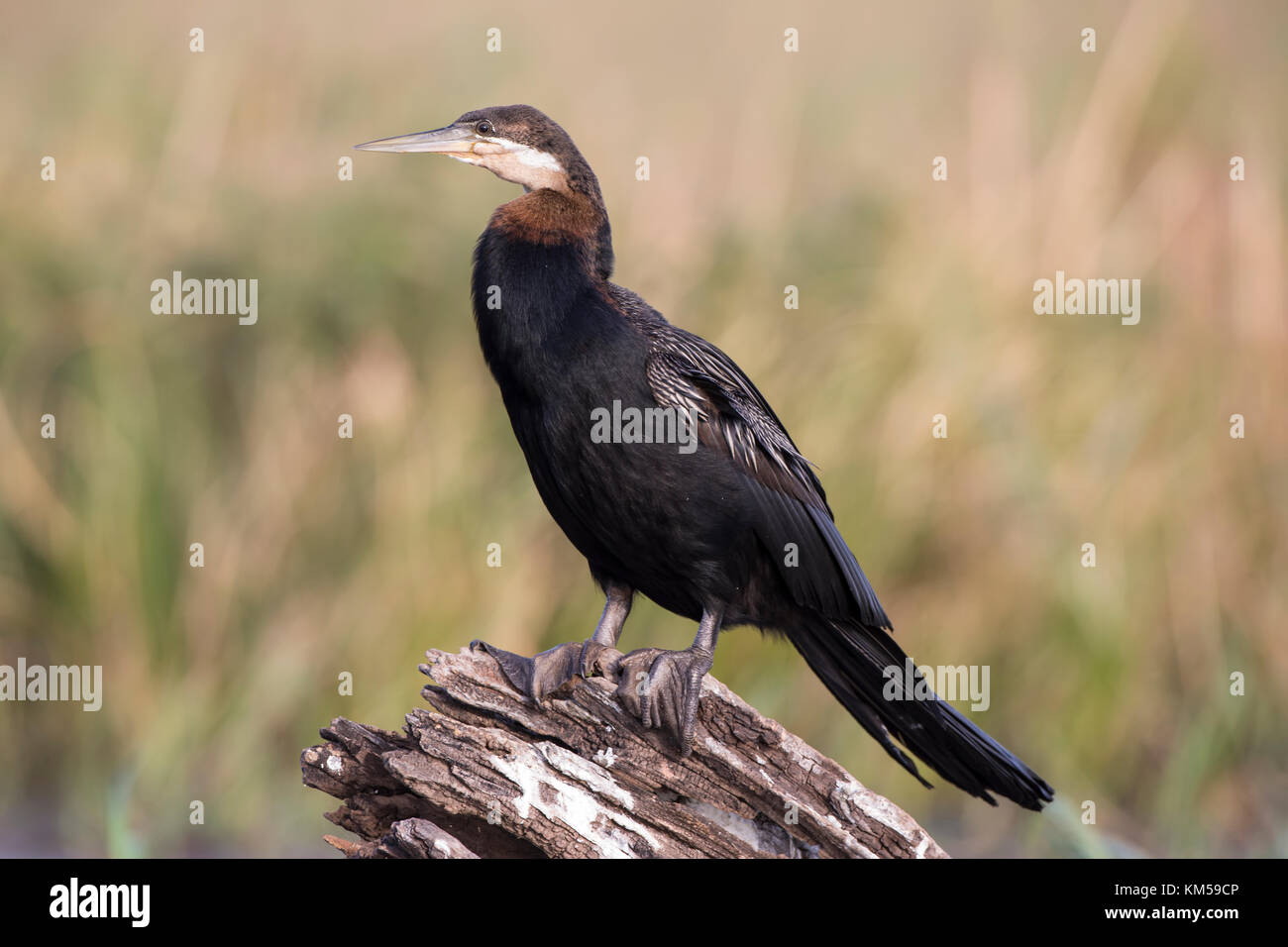 African Darter Anhinga rufa close up in profile perching on a wooden ...