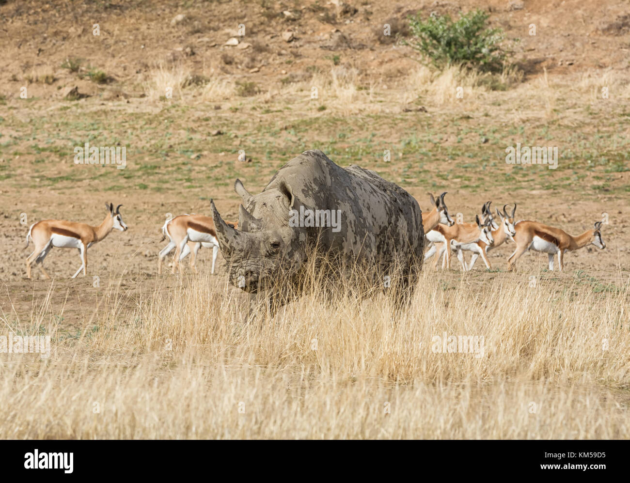 Black Rhinoceros in Southern African savanna Stock Photo - Alamy