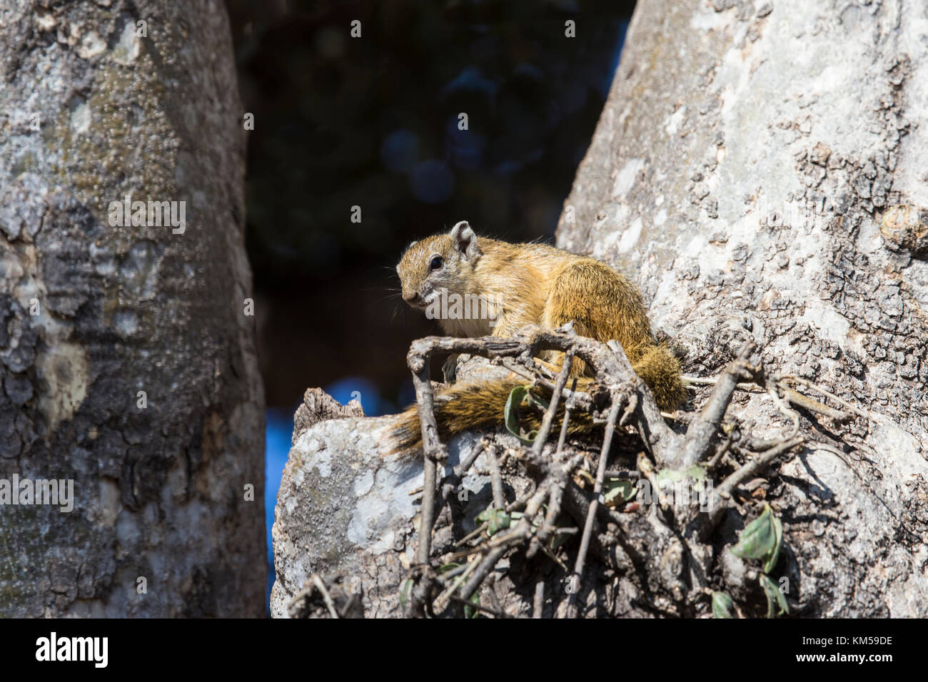 African yellow footed tree squirrel Paraxerus cepapi in Botswana Stock ...