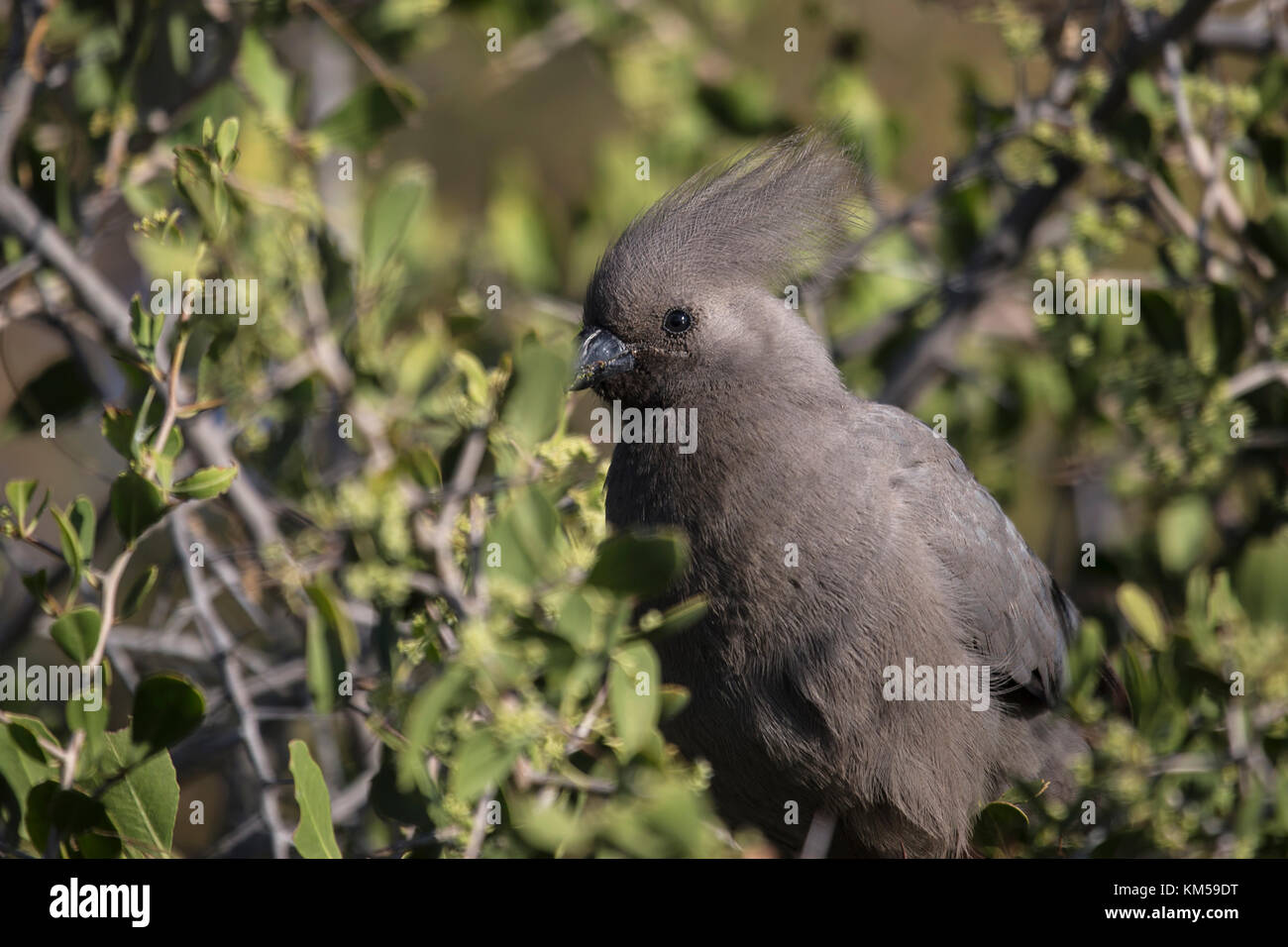 Grey Go-Away-Bird (Lourie) Corythaixoides concolor perched in a thorny ...