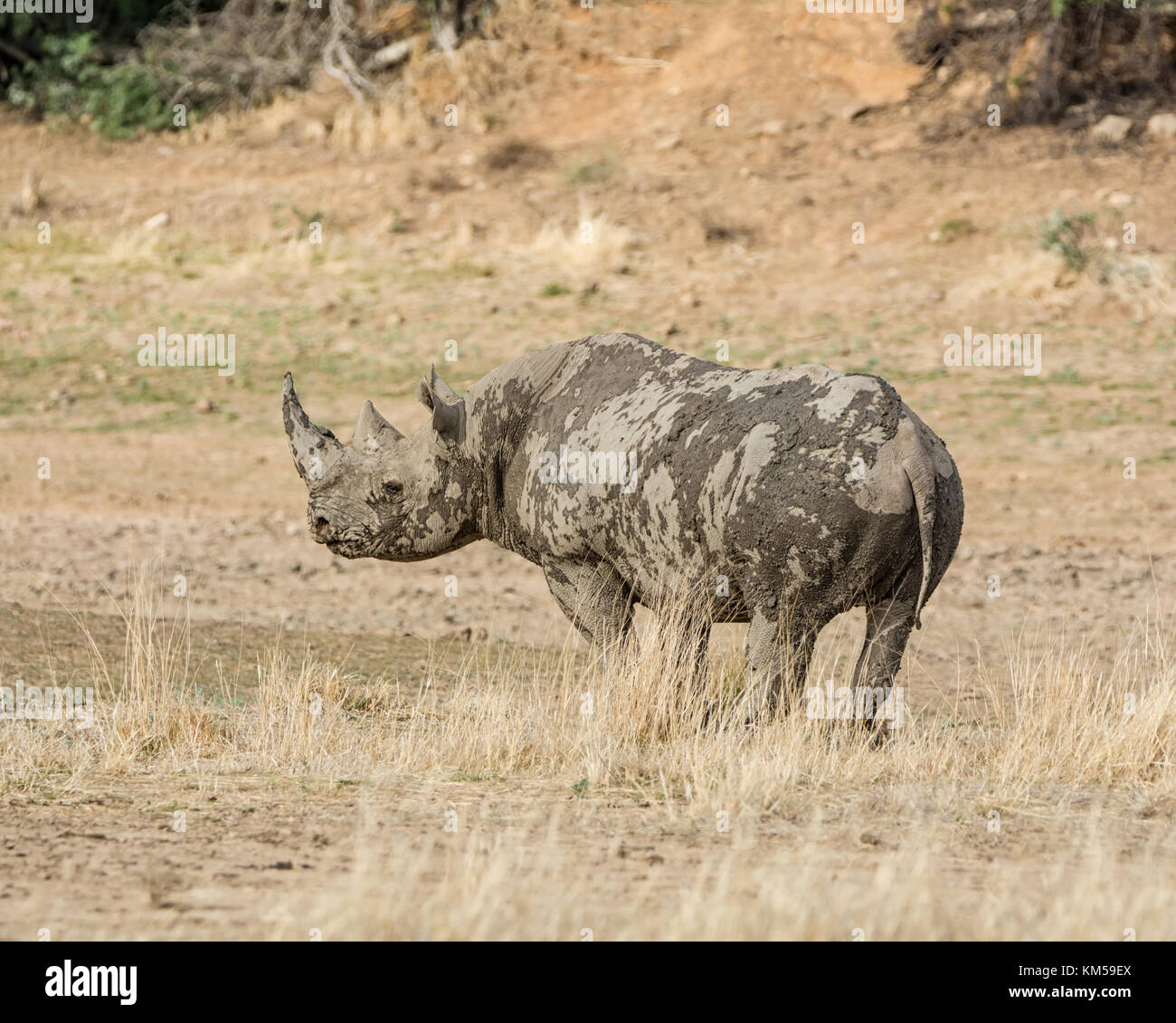 A Black Rhinoceros in Southern African savanna Stock Photo - Alamy