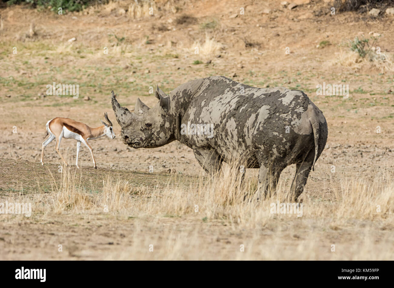 Black Rhinoceros in Southern African savanna Stock Photo - Alamy