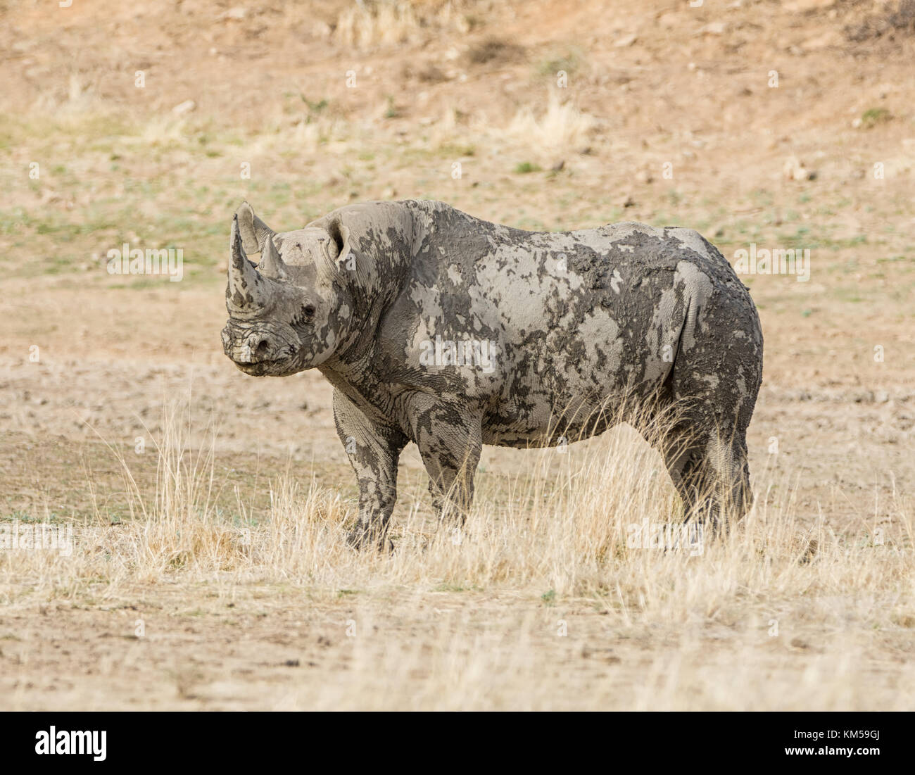 A Black Rhinoceros in Southern African savanna Stock Photo - Alamy